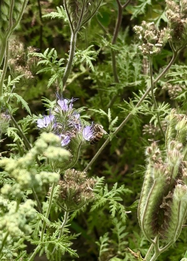 Meet the Maker - Wildfarmed - Bayley & Sage